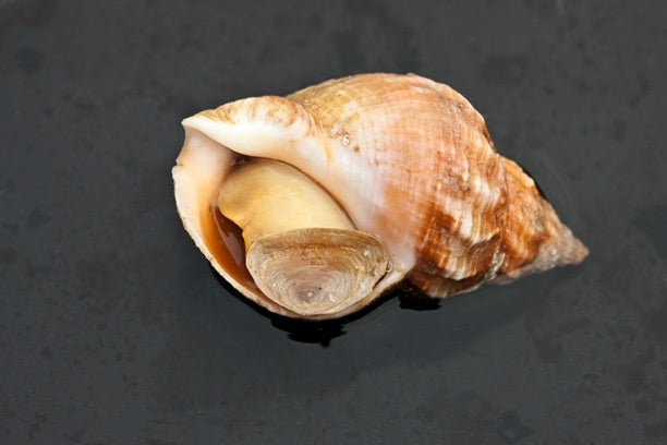 Wulken 500 gram - Bestel vandaag nog online